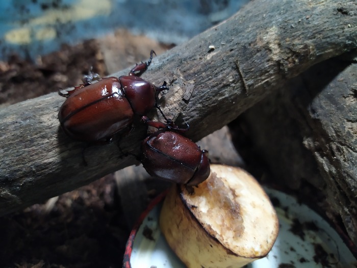 Endebius florensis :: Chov tropických brouků