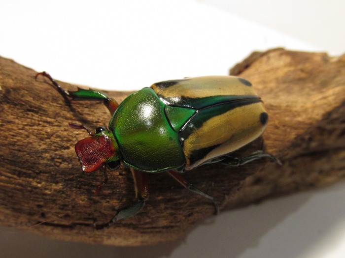 Coelorrhina hornimani :: Chov tropických brouků