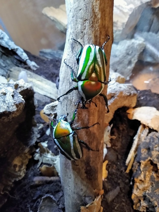 Dicronorrhina derbyana layardi :: Chov tropických brouků