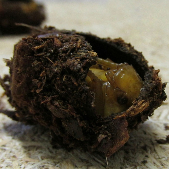 Kokony :: Chov tropických brouků