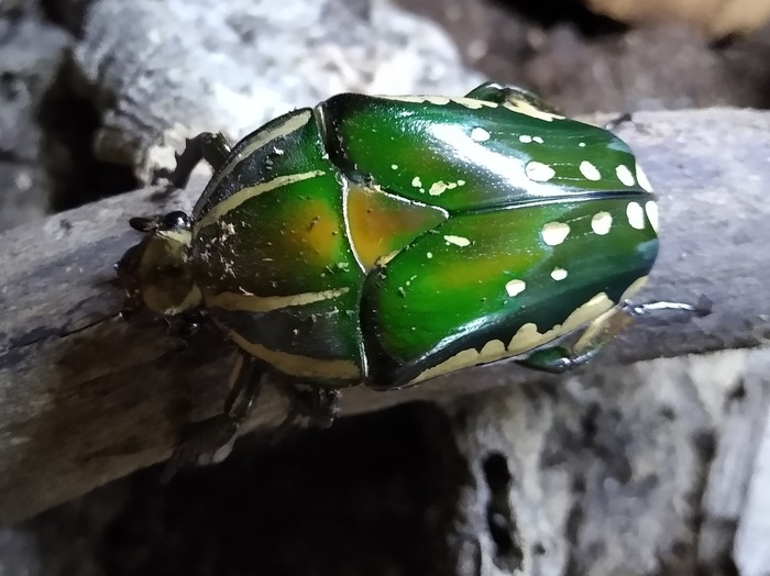 Chelorrhina polyphemus confluens :: Chov tropických brouků