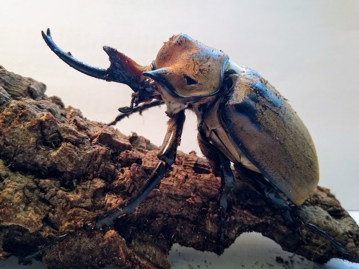 Megasoma elephas elephas :: Chov tropických brouků