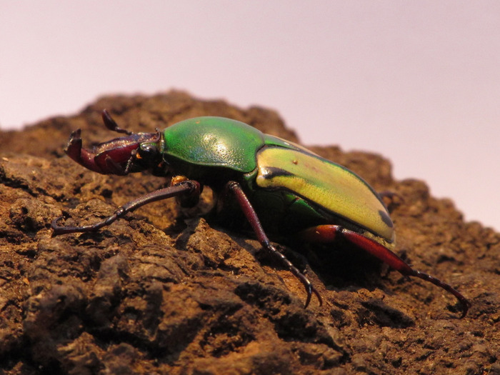 Coelorrhina loricata :: Chov tropických brouků