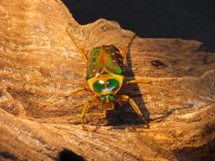 Stephanorrhina julia :: Chov tropických brouků